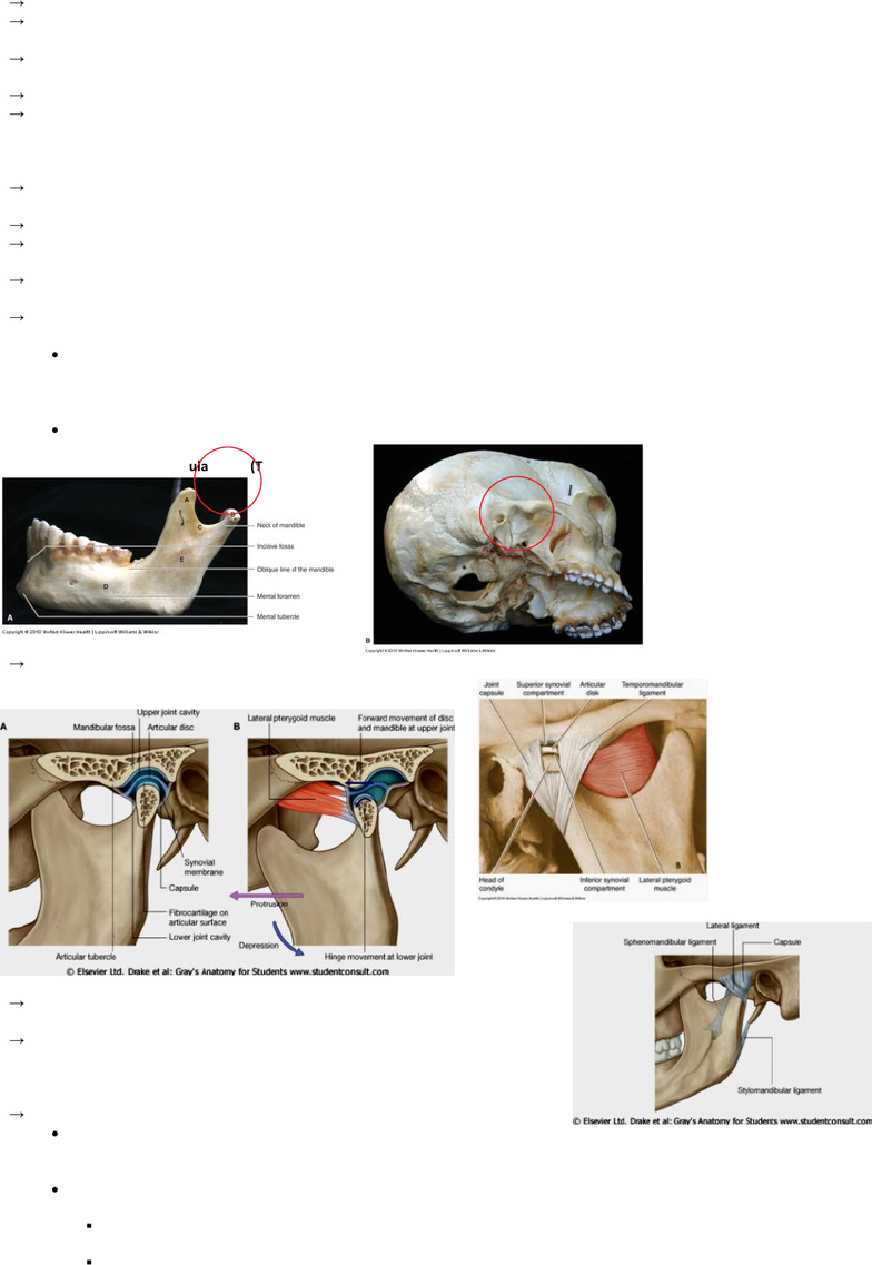 Infratemporal Region