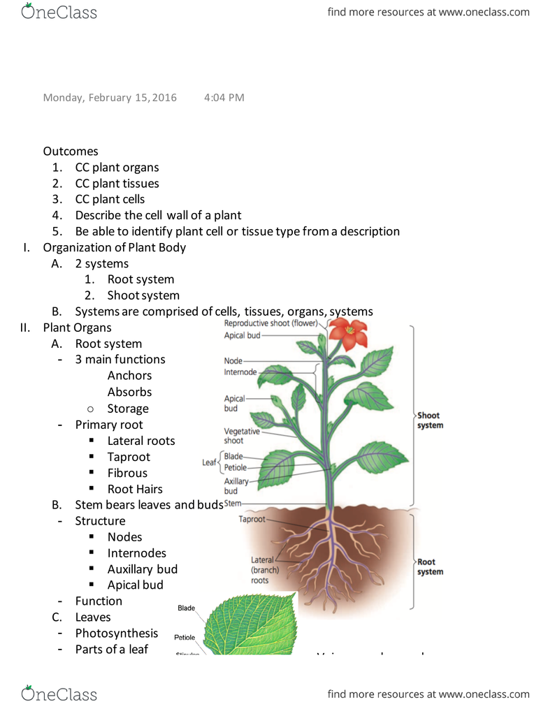01:119:116 Lecture 9: Plant Anatomy - OneClass