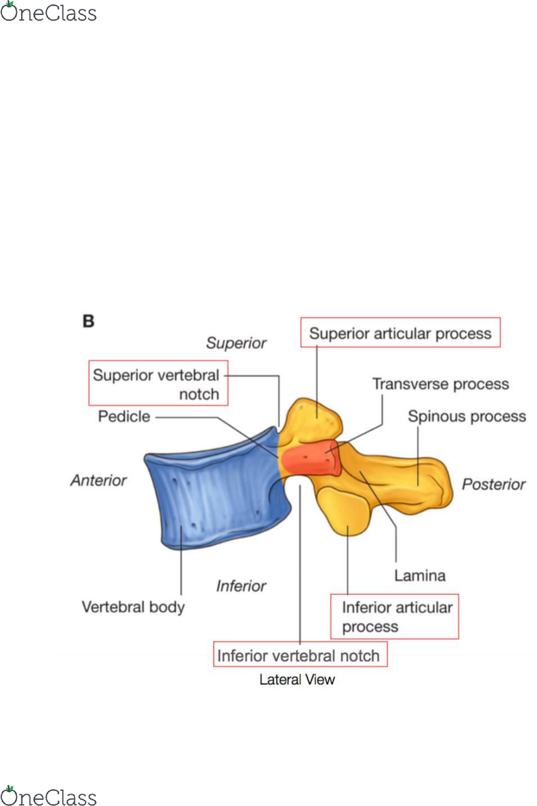 Vertebral Notch