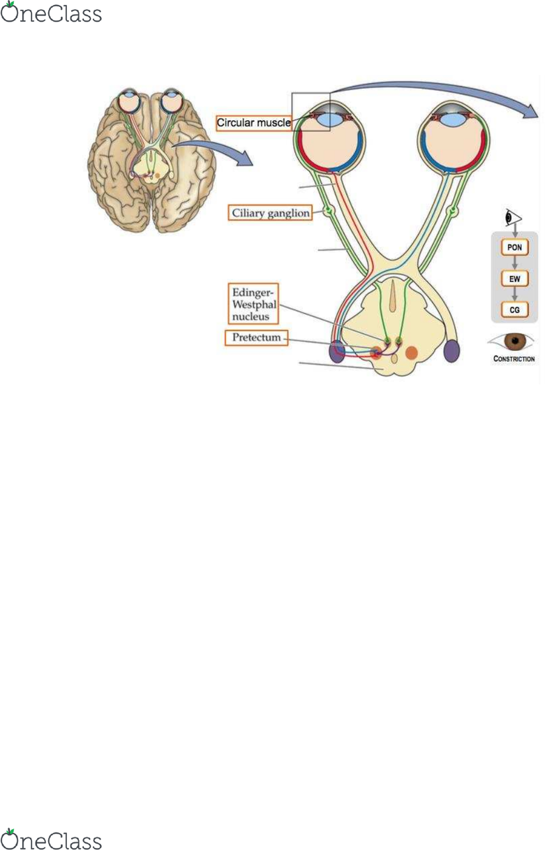 Paramedian Pontine Reticular Formation