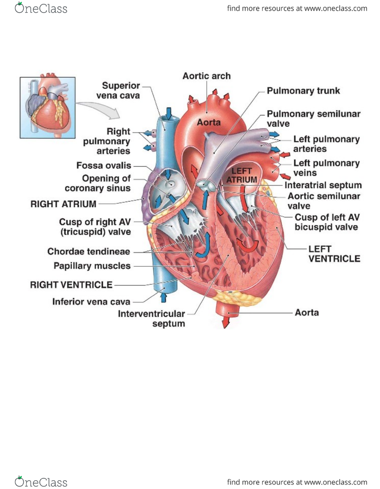 Opening Of Coronary Sinus Fossa Ovalis