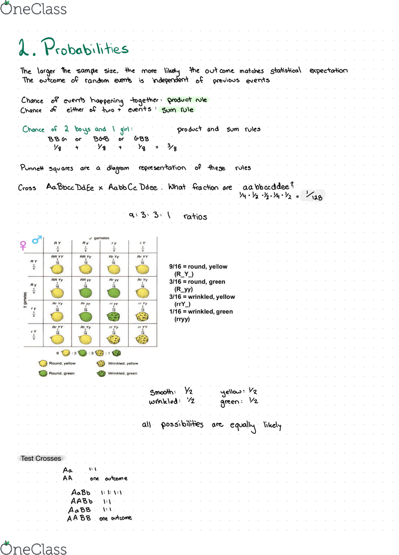 Dihybrid Cross Worksheet With Answers BIOL 360 Lecture Notes Spring