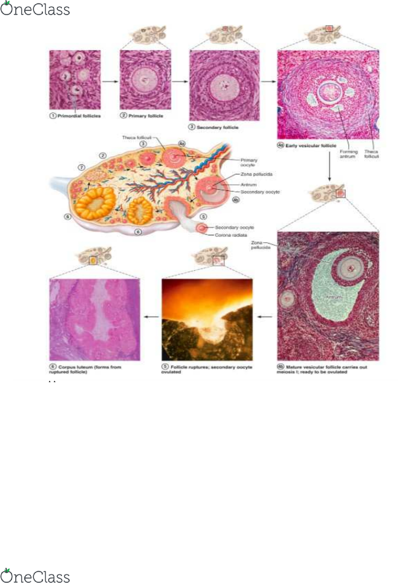 Vesicular Follicle