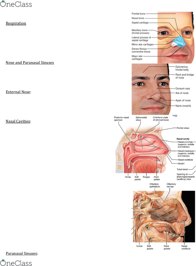 Parts Of The External Nose